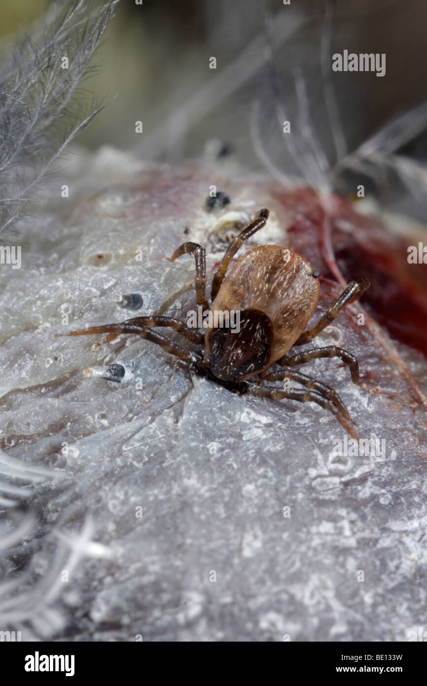 Tick bird hi-res stock photography and images - Alamy