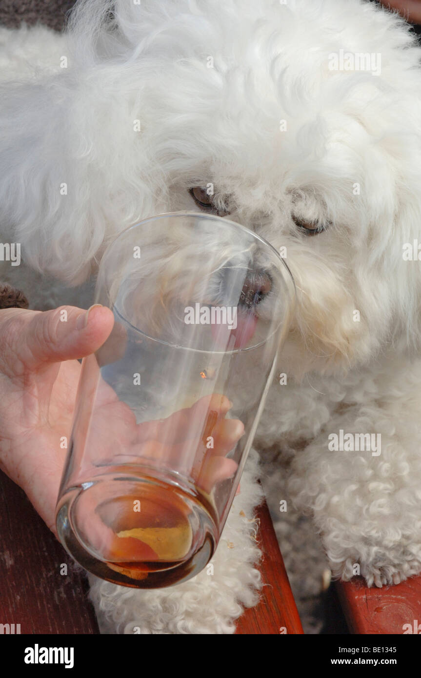 Dog owner pub uk hi-res stock photography and images - Alamy