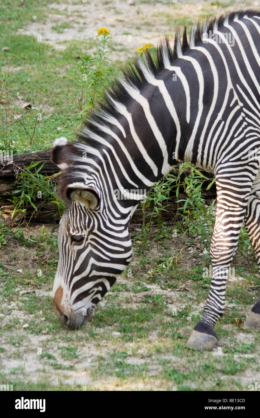 The Zebra. Brookfield zoo Stock Photo - Alamy