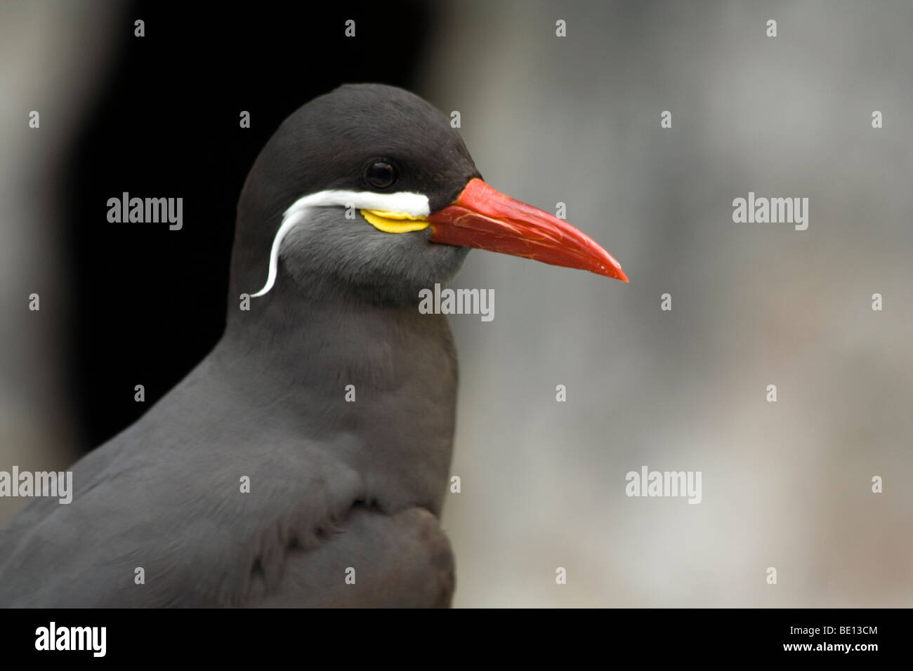 The Inca Tern (Larosterna inca).Brookfield Zoo Stock Photo - Alamy
