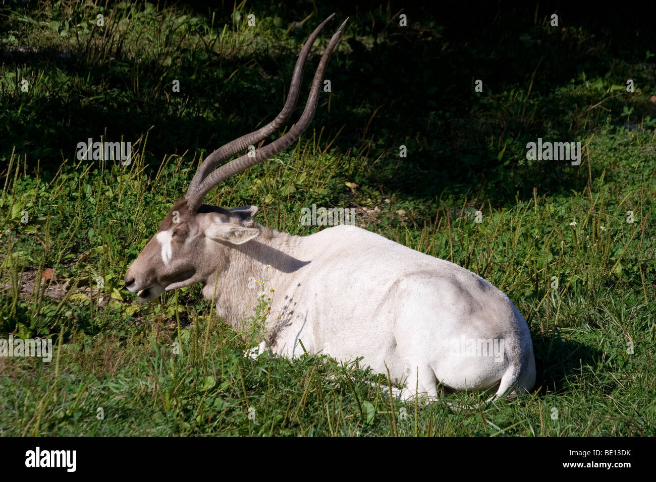 Addax (Addax nasomaculatus). Brookfield Zoo Stock Photo - Alamy