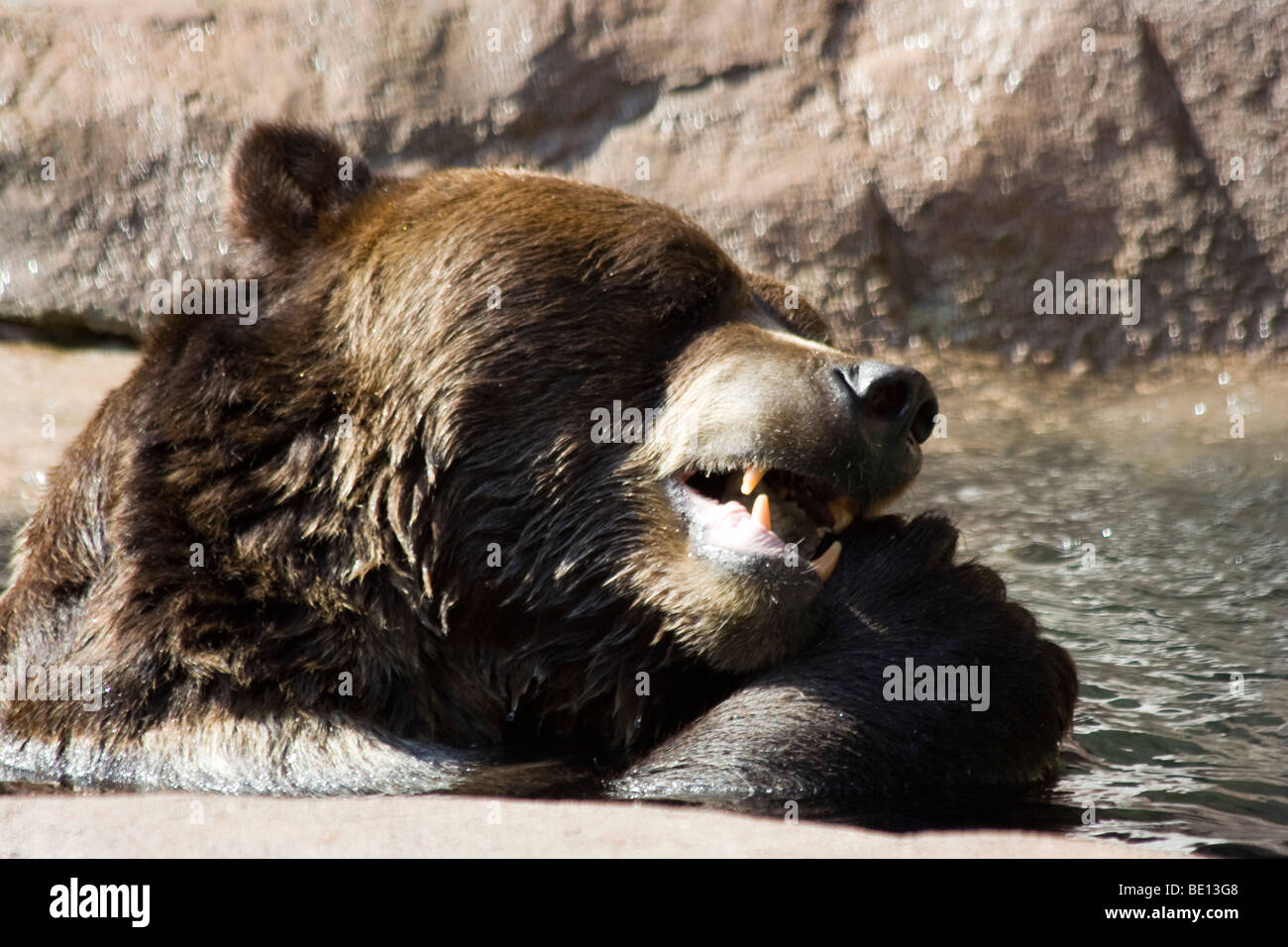 Alaskan Brown Bear (Ursus arctos). Brookfield Zoo Stock Photo - Alamy