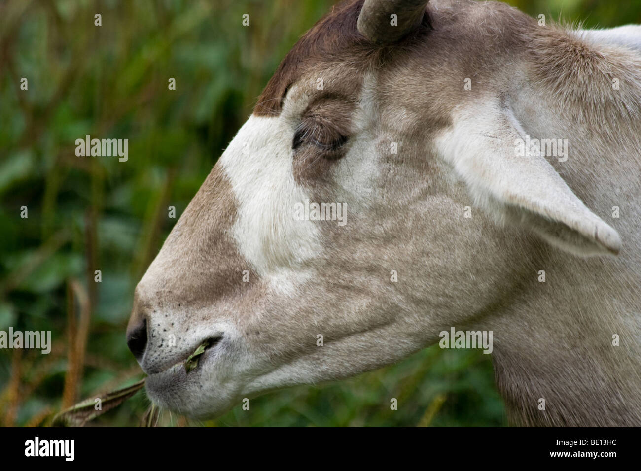 Addax (Addax nasomaculatus). Brookfield Zoo Stock Photo - Alamy