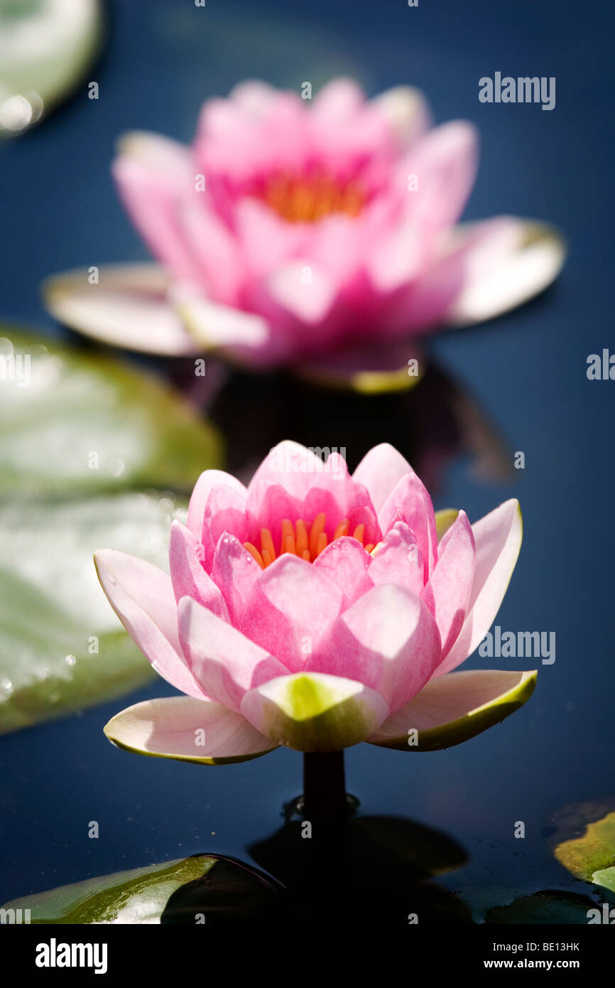 Lotus Flower High Resolution Stock Photography and Images - Alamy