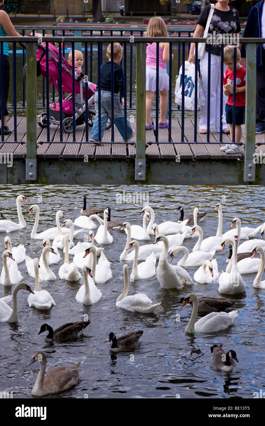 Families with children feeding swans from Bridge, Kingston upon Thames ...
