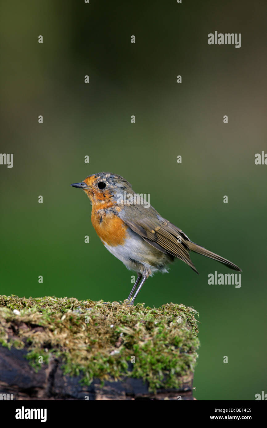 Moult hi-res stock photography and images - Alamy