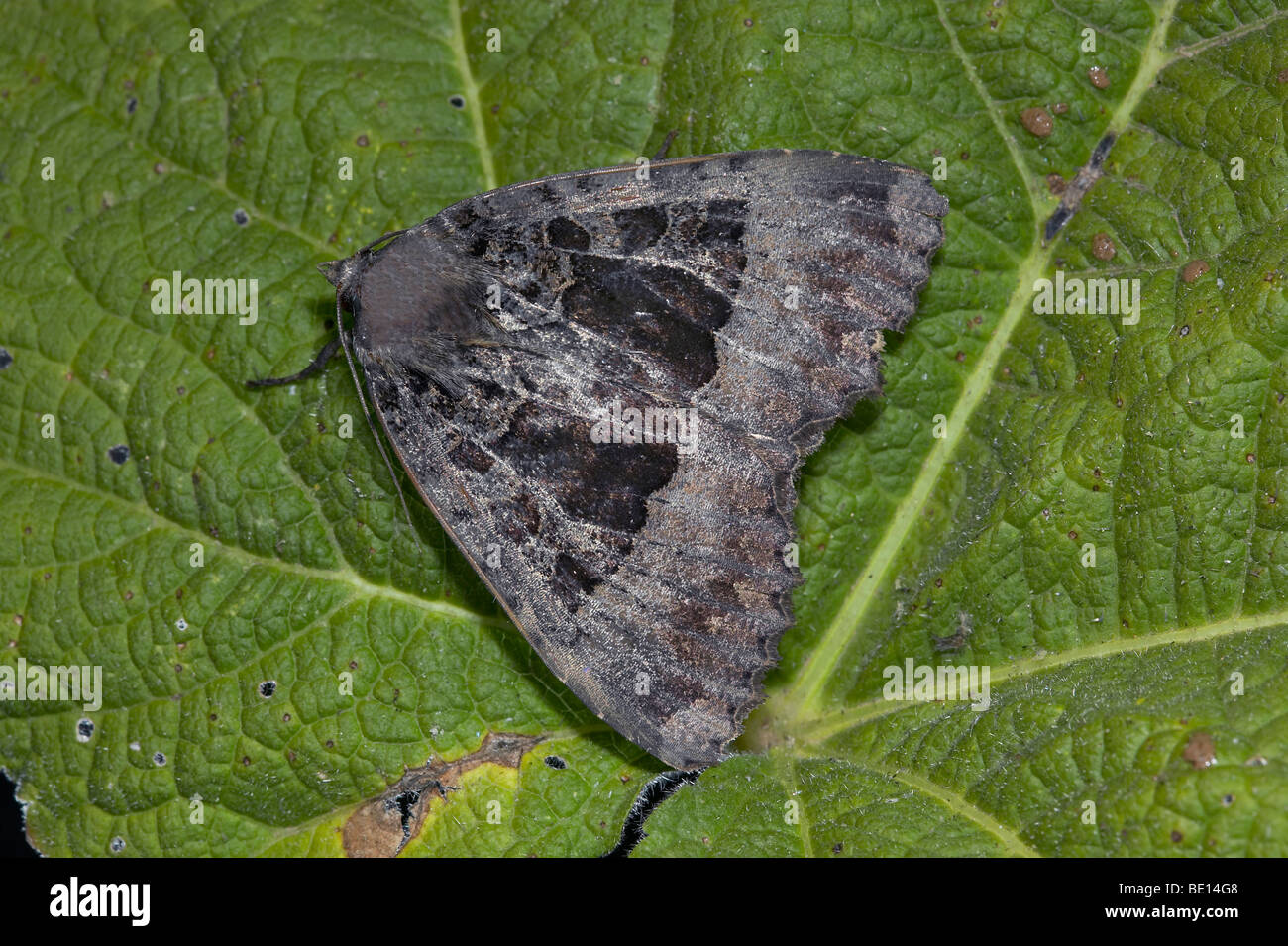 Old Lady Mormo maura moth Stock Photo - Alamy