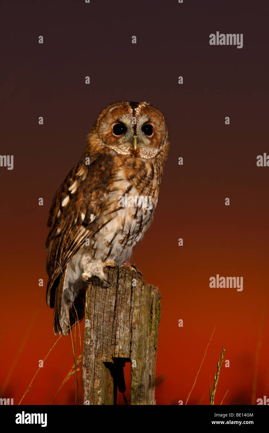Tawny Owl (Strix aluco Stock Photo - Alamy