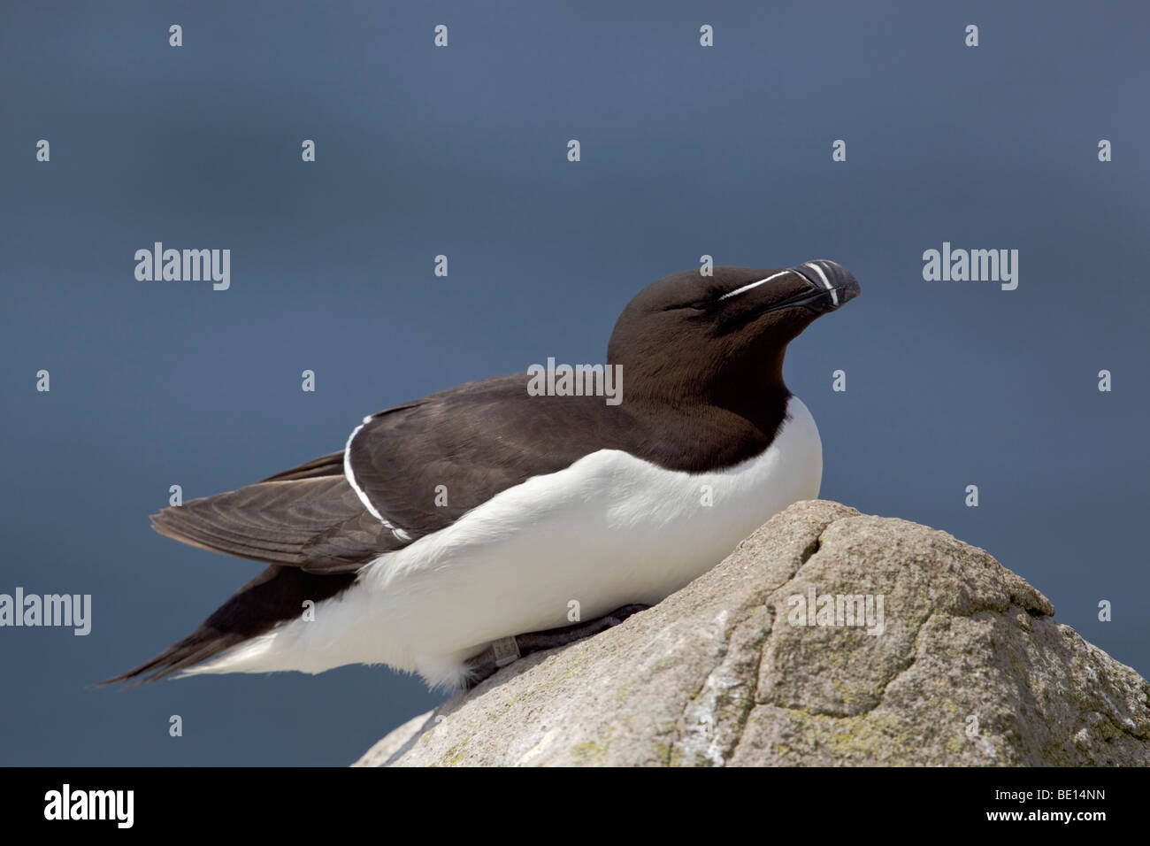 razorbill; Alca torda Stock Photo - Alamy