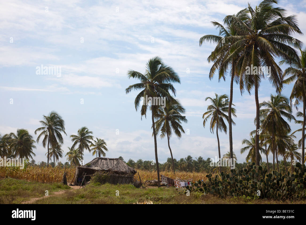 Fishing villages co-mingled with tall palm trees line the beach between ...