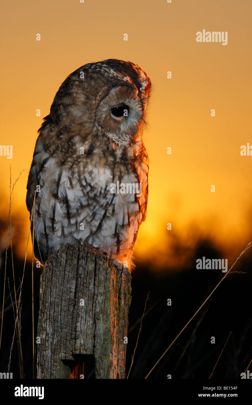 Tawny Owl (Strix aluco Stock Photo - Alamy