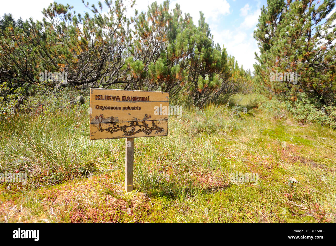 Modrava Roklansky potok Sumava National Park Czech Republic ...
