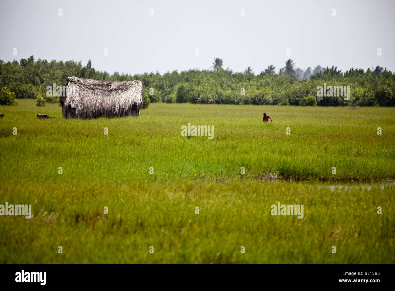 Houses sit amidst the rice fields in Ouidah, Benin Stock Photo - Alamy