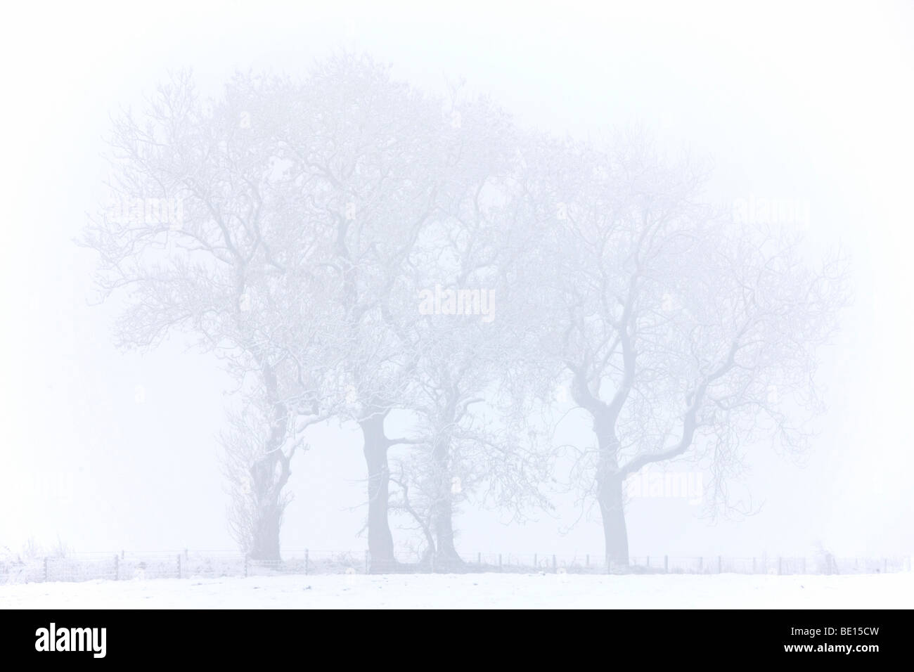 Trees seen through winter whiteout Stock Photo - Alamy