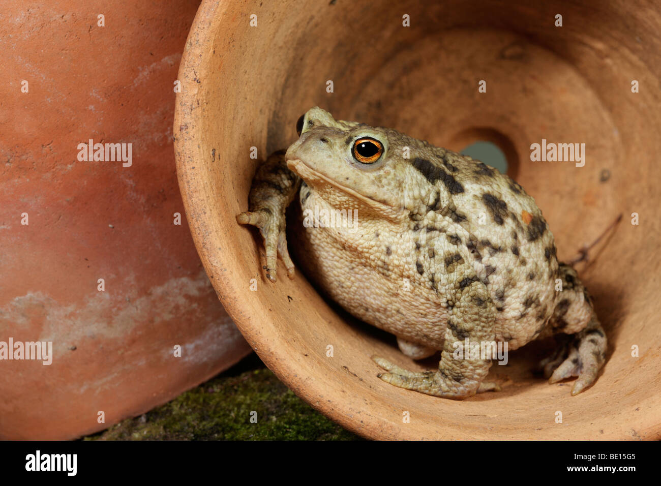 Common toad (Bufo bufo Stock Photo - Alamy
