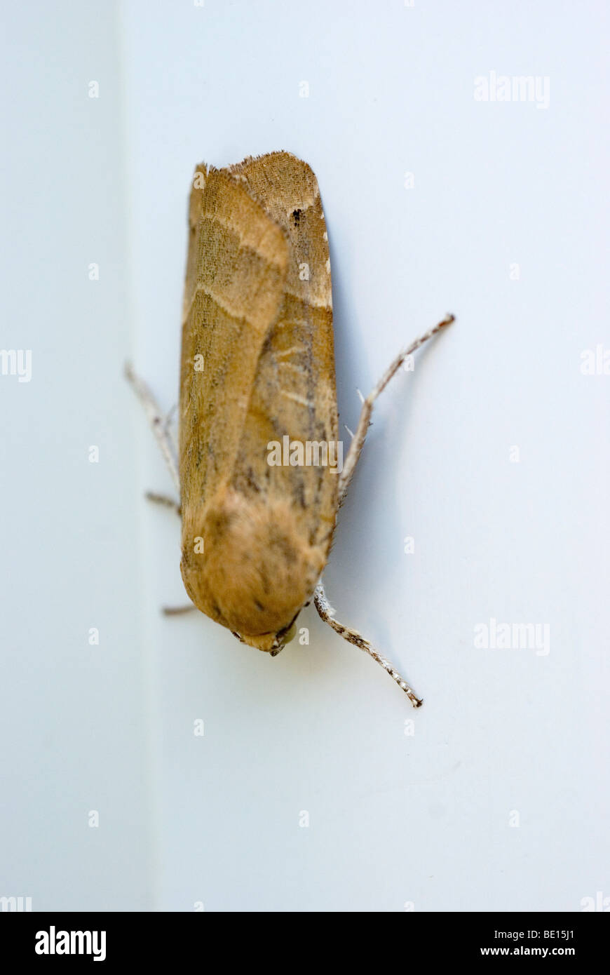 Female gypsy moth hi-res stock photography and images - Alamy