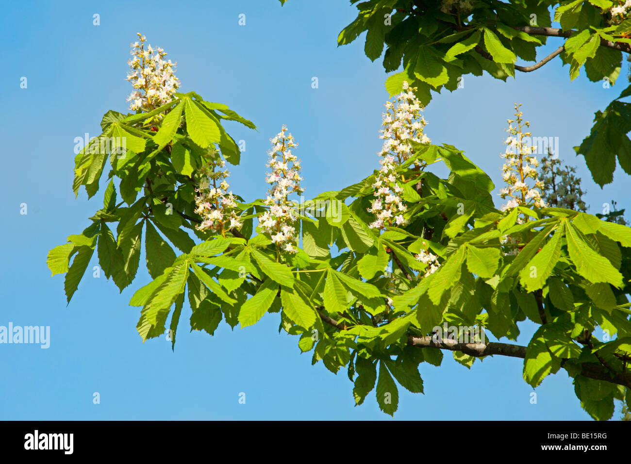 blooming chestnut tree Stock Photo - Alamy