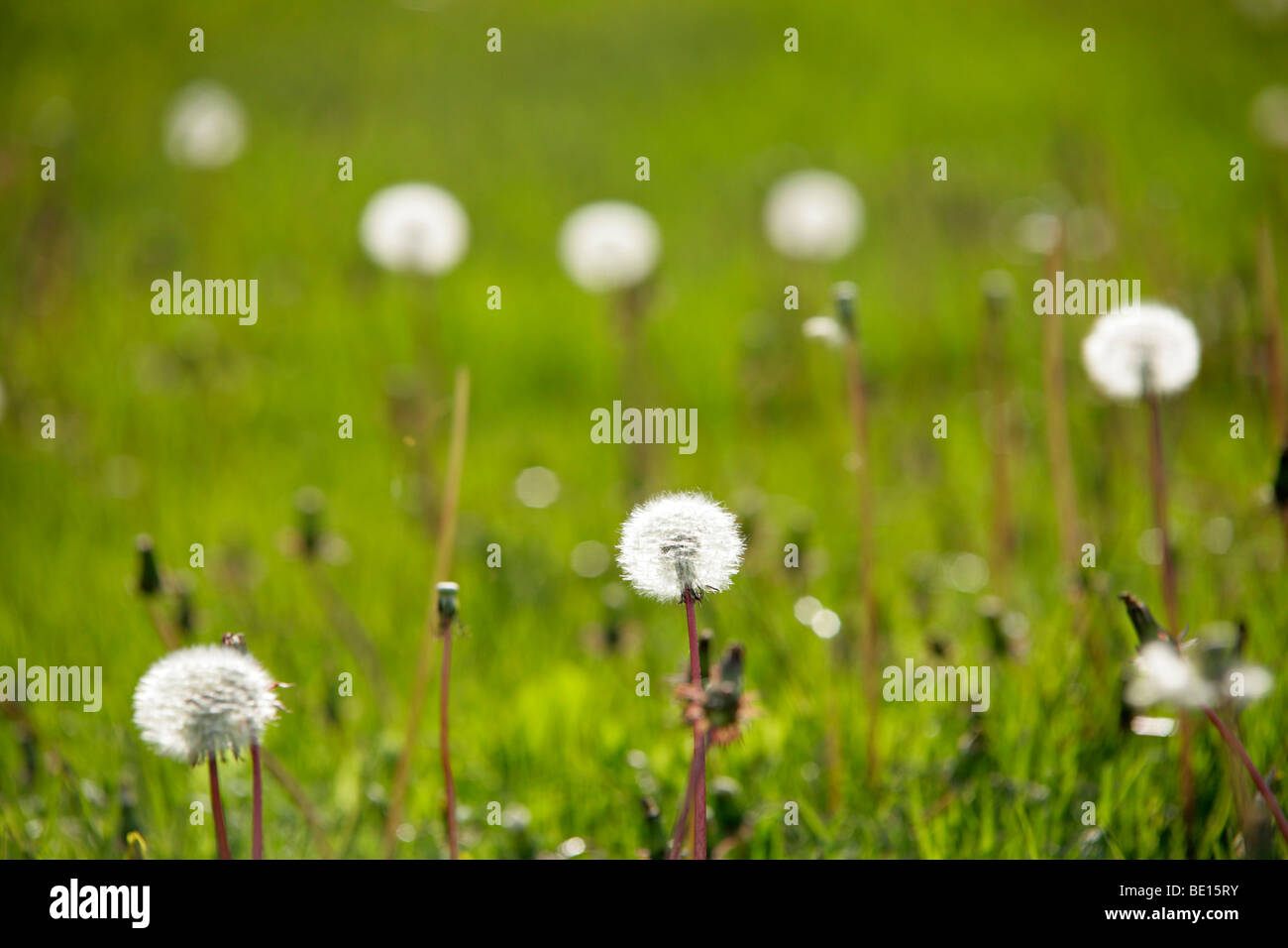 dandelions growing on a meadow Stock Photo - Alamy