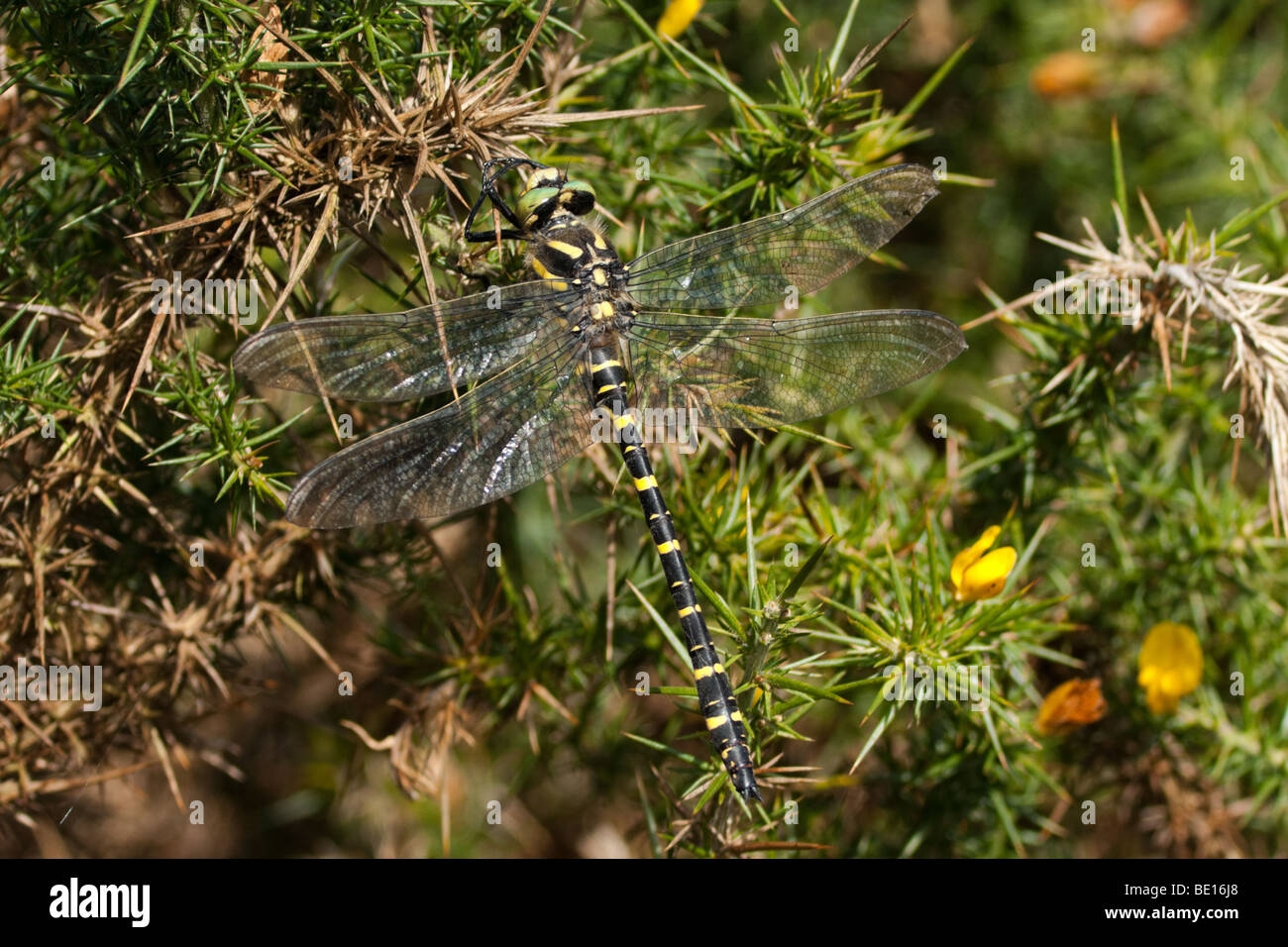 Golden ringed dragonfly at rest hi-res stock photography and images - Alamy