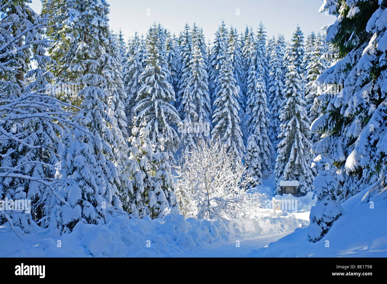 Forested northern germany hi-res stock photography and images - Alamy