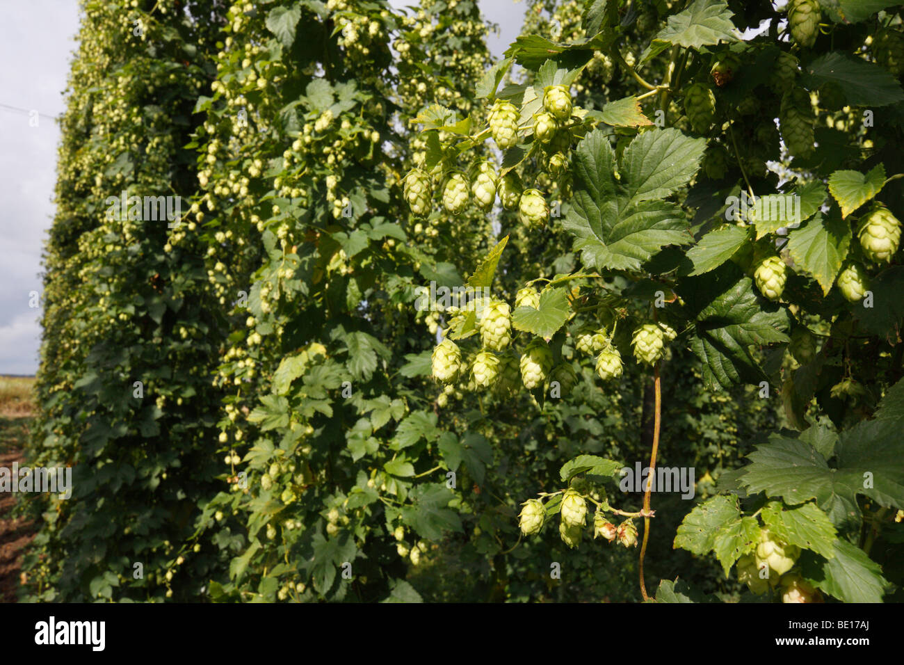 A Hop yard in Eckental, Bavaria, Germany. The hop plants are trained up ...