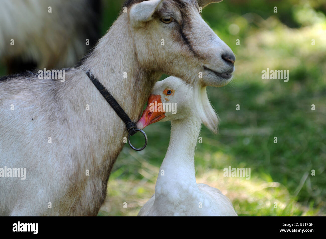 Goose snuggle up to... goat Stock Photo - Alamy