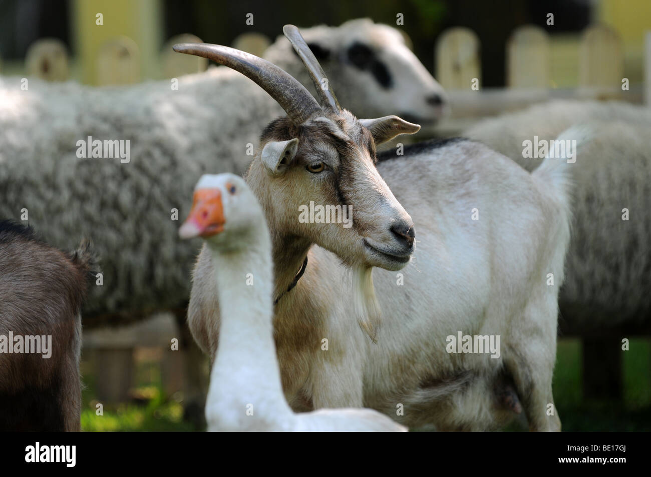 Sheep and goat poultry hi-res stock photography and images - Alamy