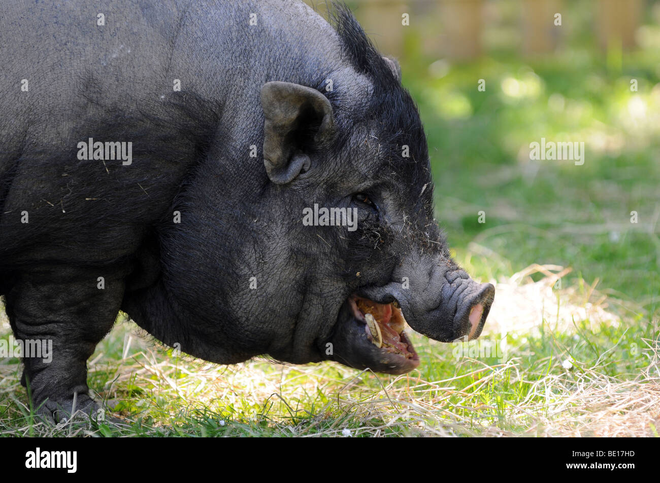 Fat bellied hi-res stock photography and images - Alamy