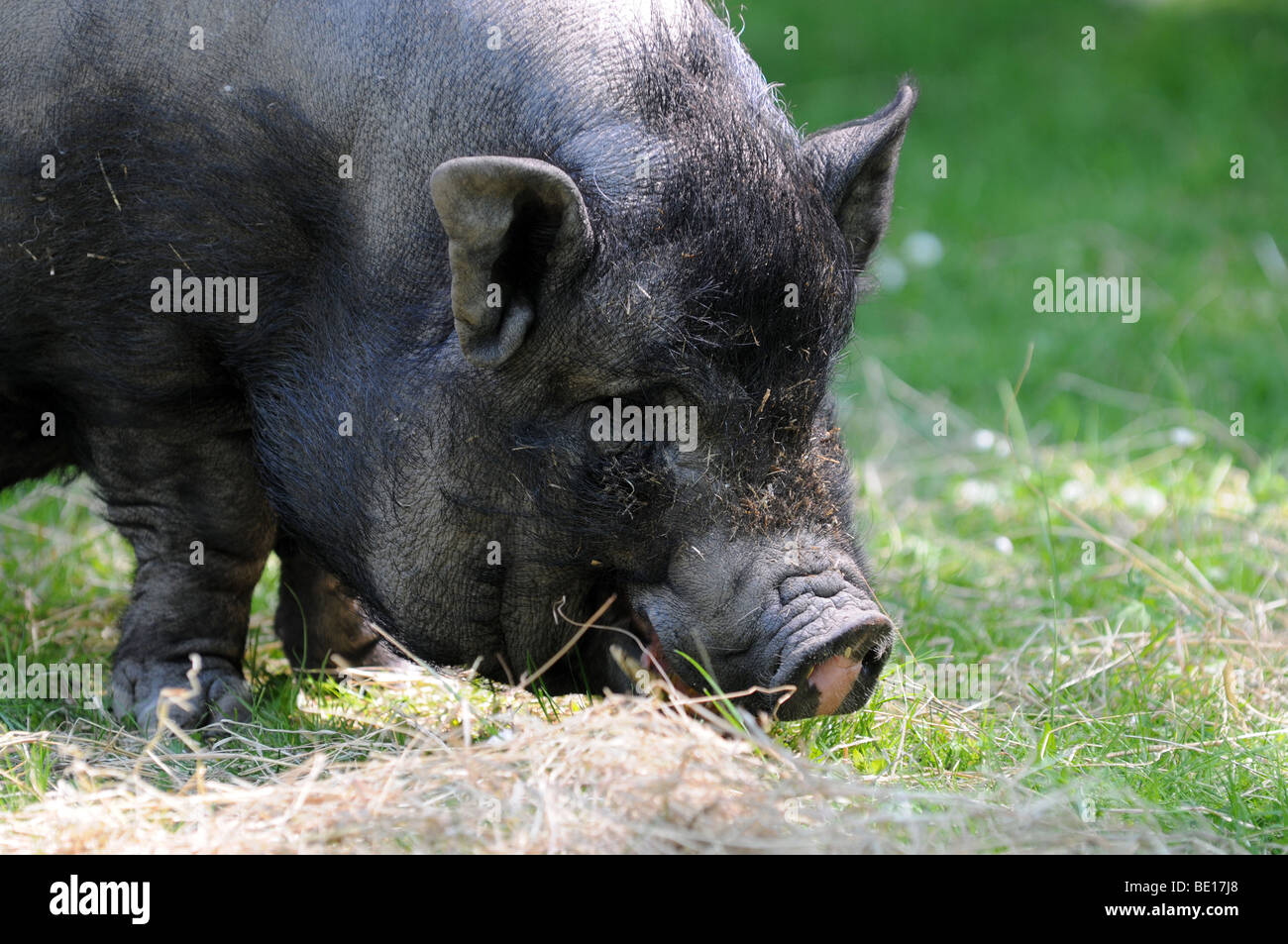 Vietnamese Pot-bellied pig Stock Photo - Alamy