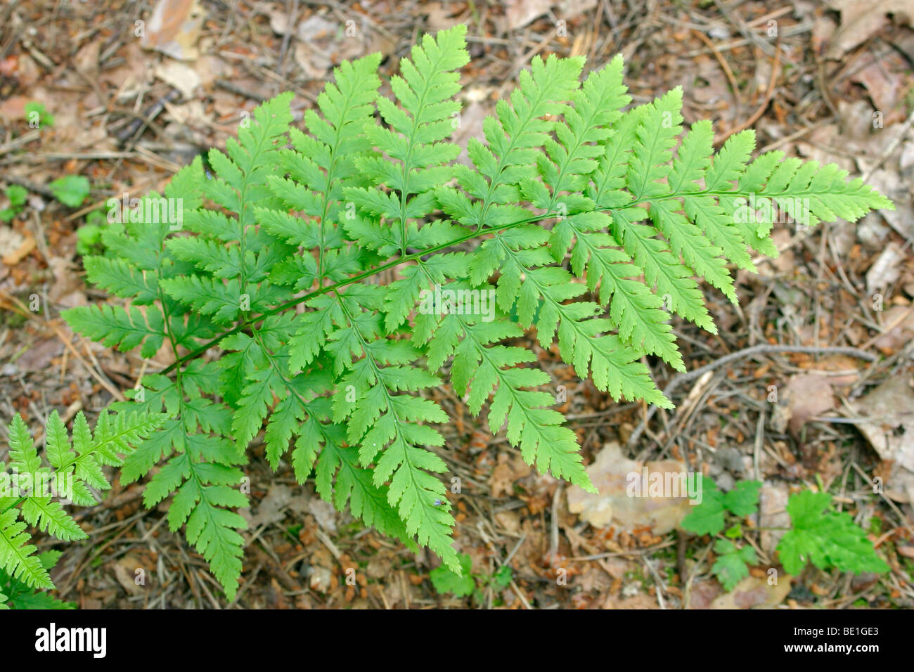 fern in a forest Stock Photo - Alamy