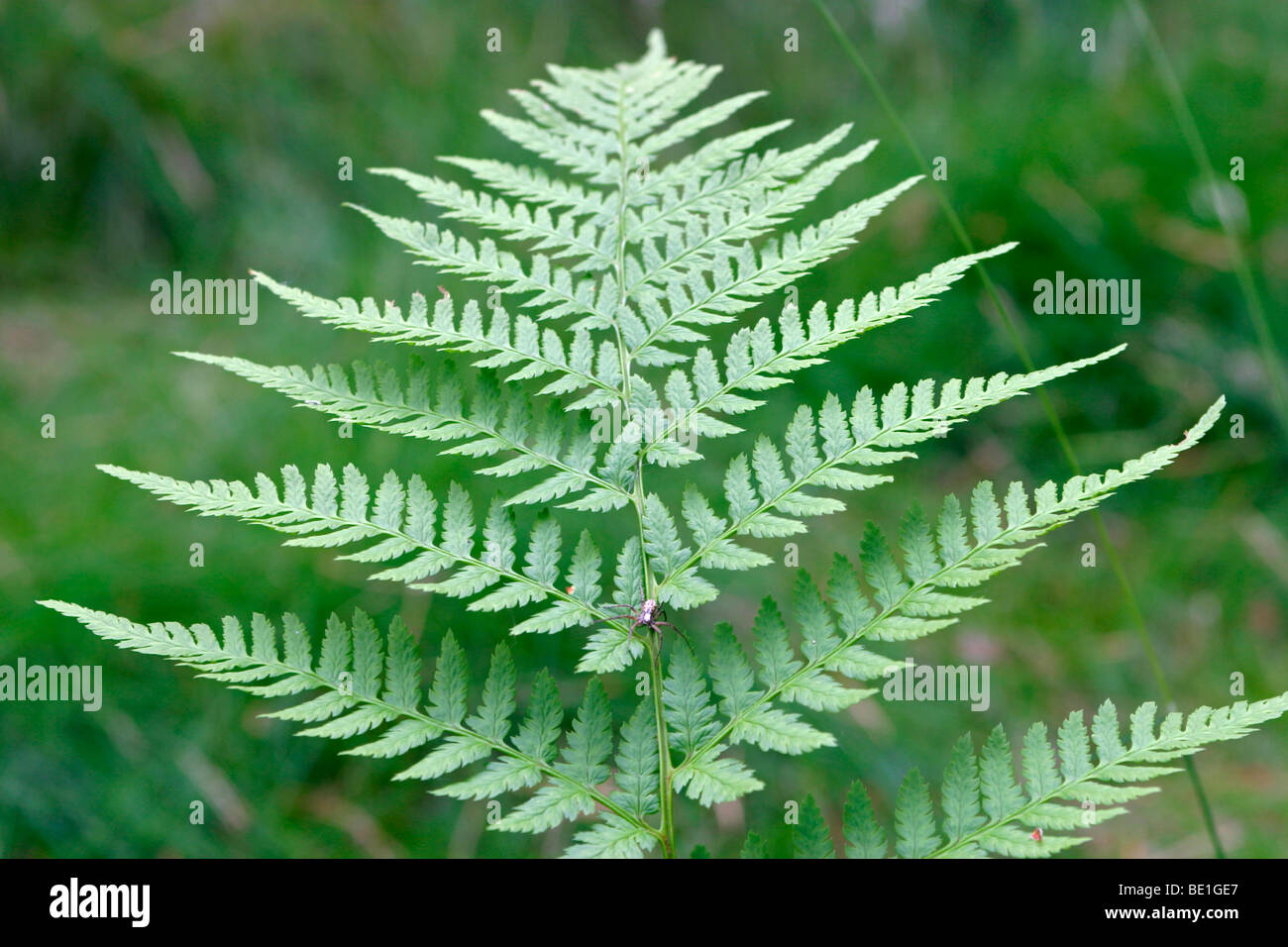 fern in a forest Stock Photo - Alamy