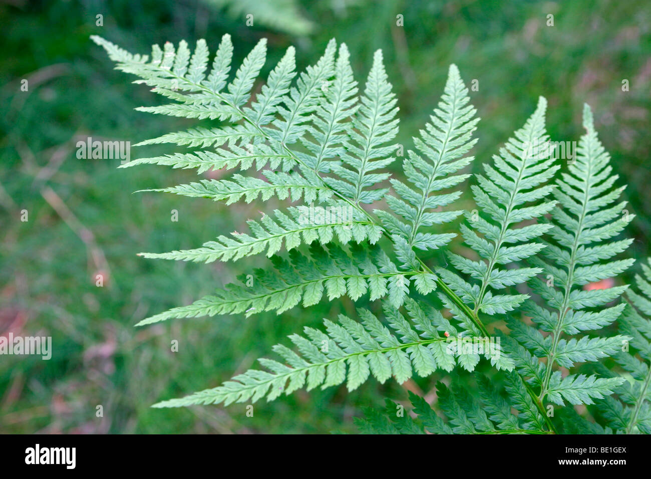 fern in a forest Stock Photo - Alamy