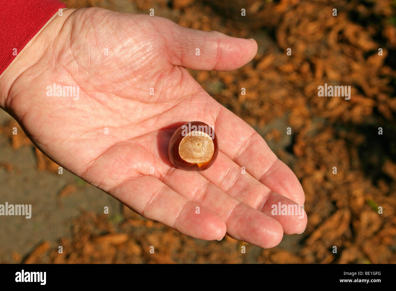 chestnut in a person´s hand Stock Photo - Alamy