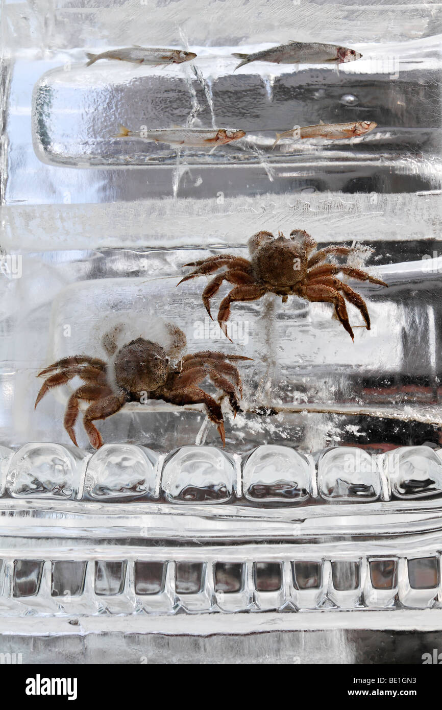 Crabs frozen in a block of ice at the Sapporo Snow Festival Stock Photo ...