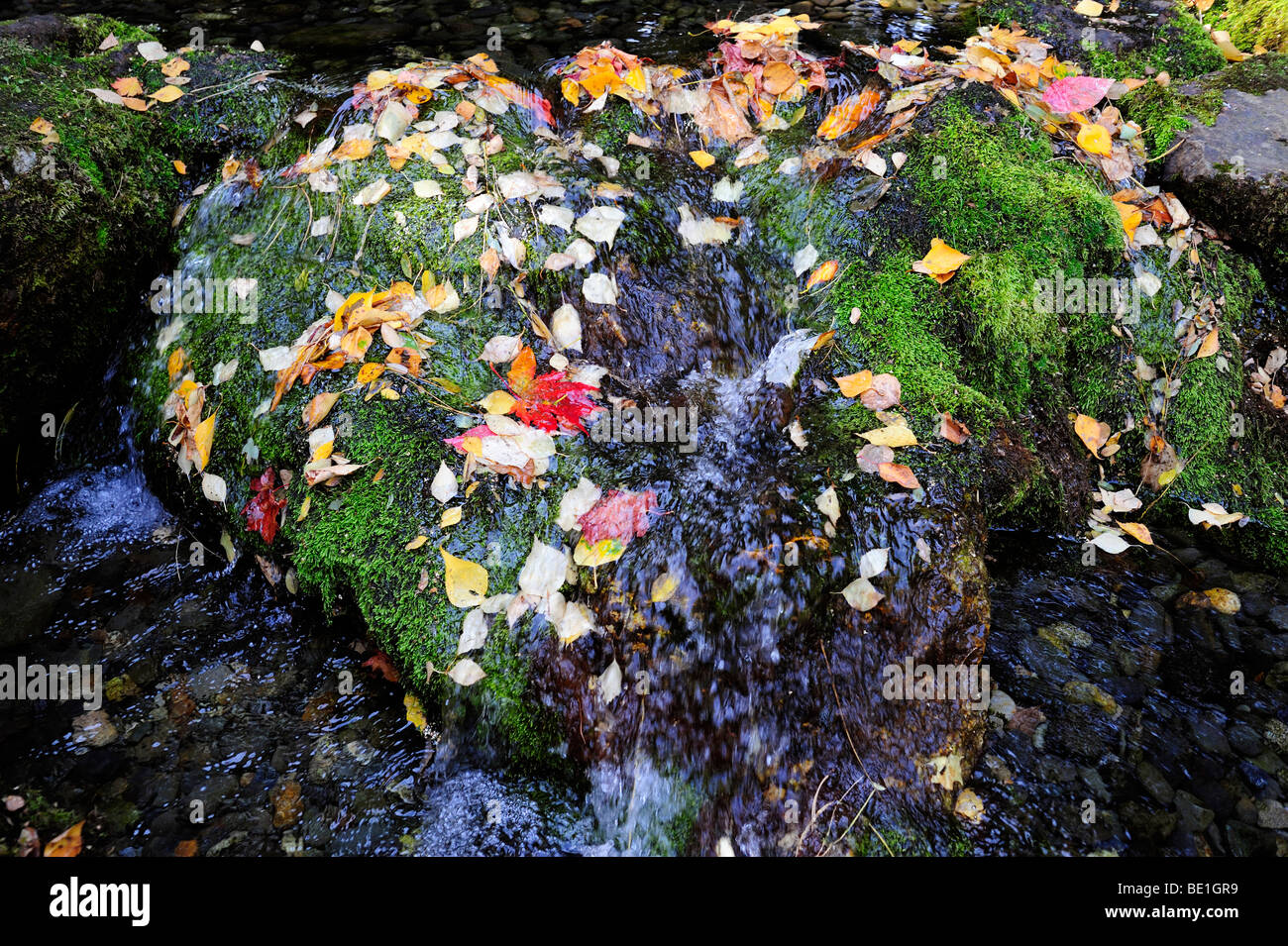 Rock covered in yellow moss hi-res stock photography and images - Alamy