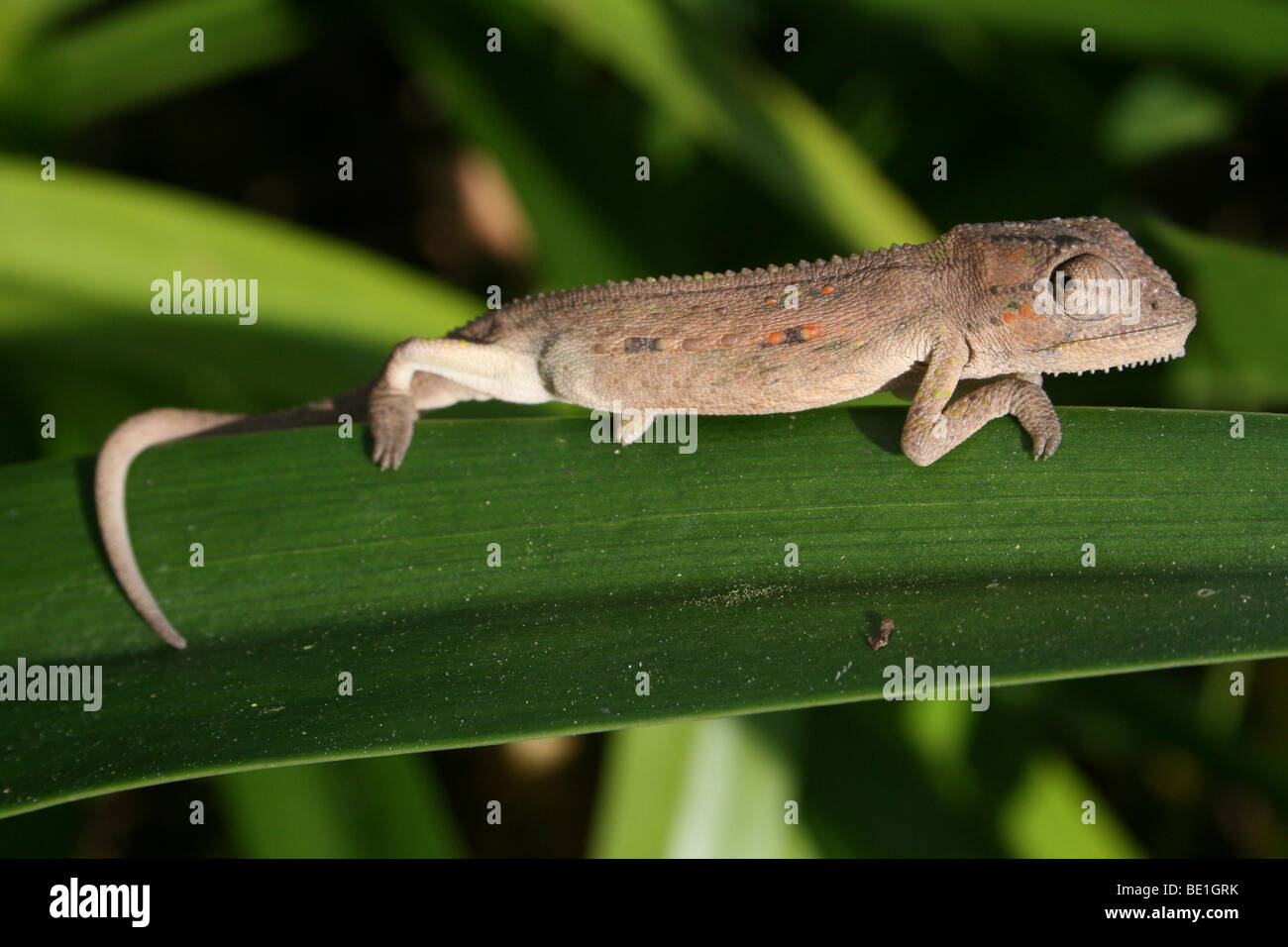 Cape (a.k.a Smith’s) Dwarf Chameleon Bradypodion pumilum. Taken In ...