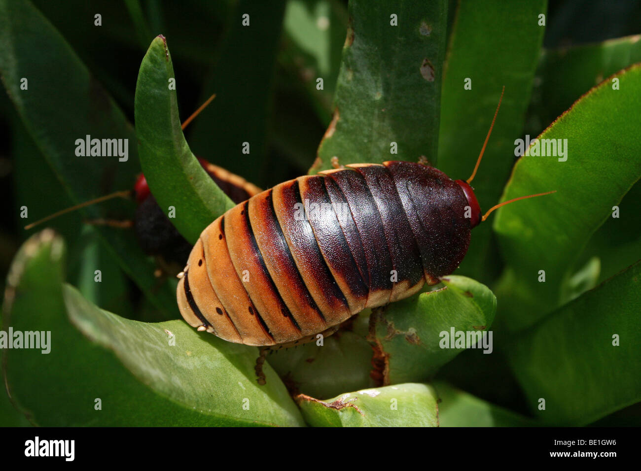 Cape Mountain Cockroach Aptera fusca In Tsitsikamma National Park ...