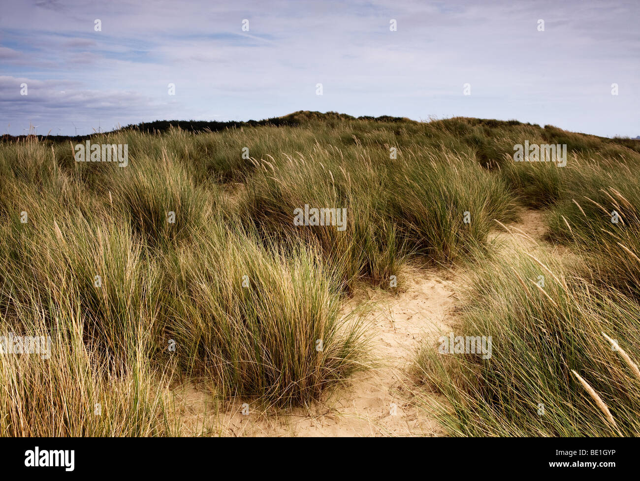 Marram Grass growing on sand dunes at Camber Sands in East Sussex ...
