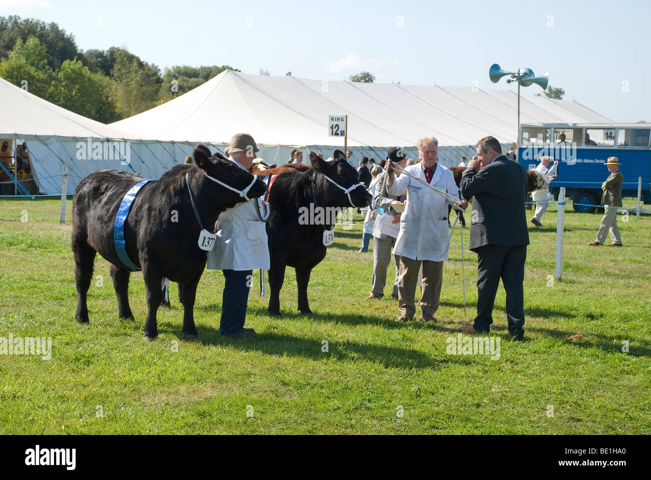 cattle judging at romsey show Stock Photo - Alamy
