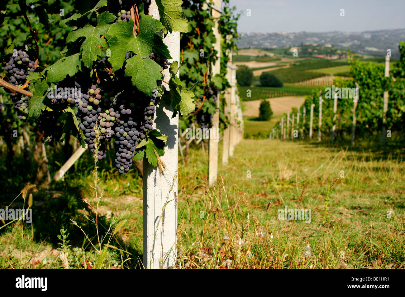 Agricoltura vigna vigneti vigne hi-res stock photography and images - Alamy
