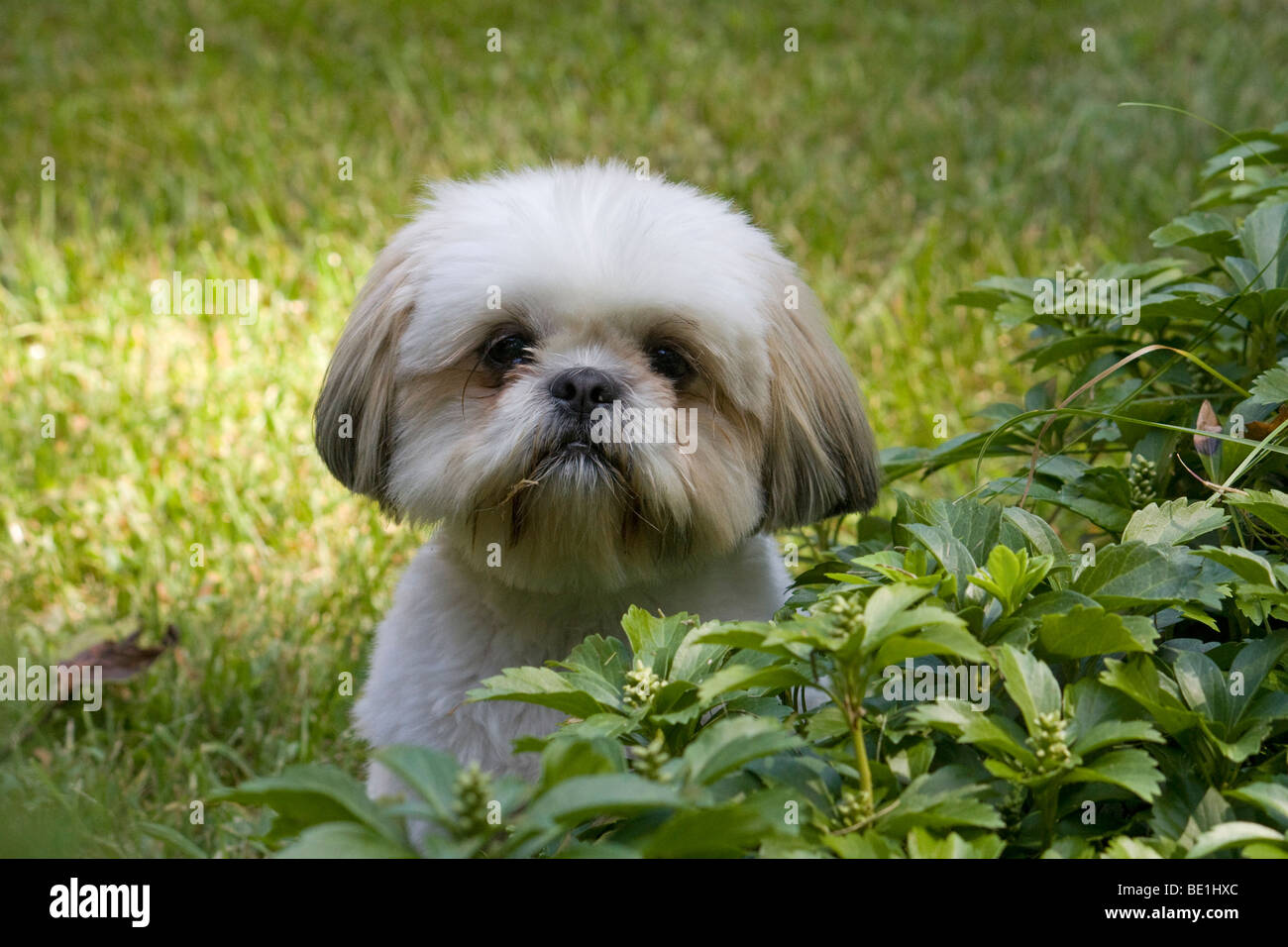 Shi Tsu puppy sitting in pachysandra plants Stock Photo - Alamy
