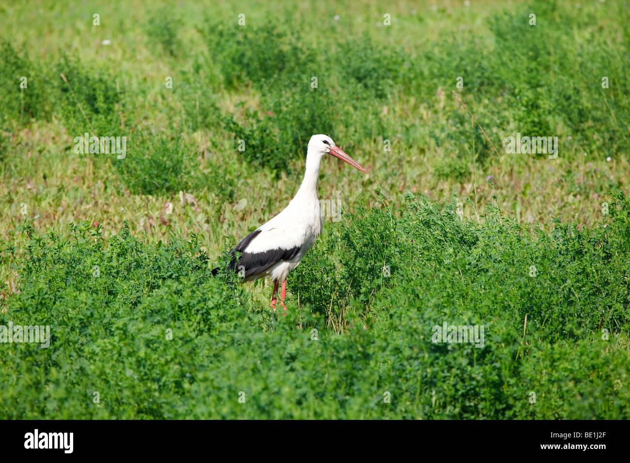 White stork in a meadow Stock Photo - Alamy