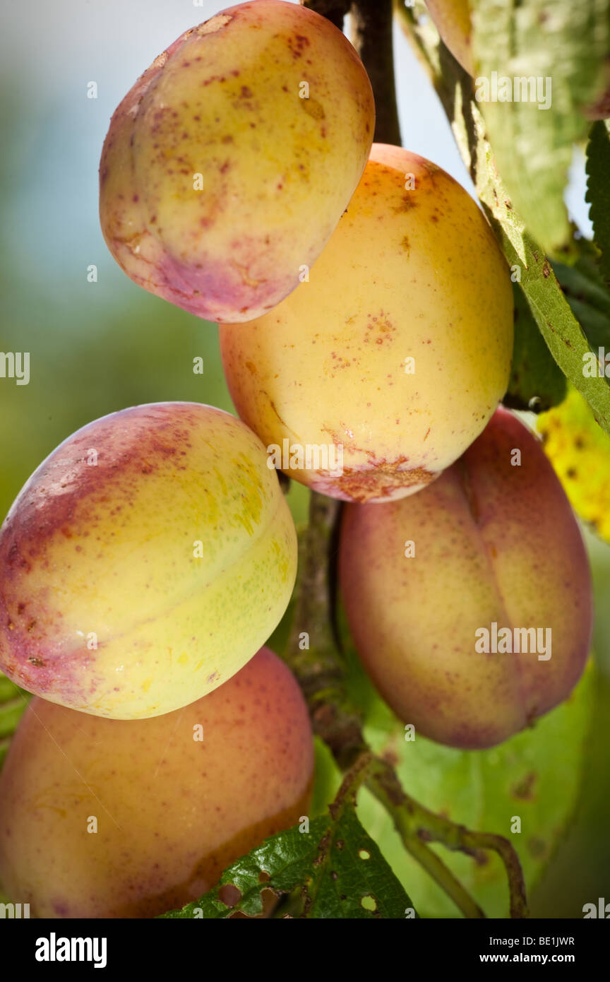 Victoria Plums on tree ready for picking in a garden in Scotland Stock ...