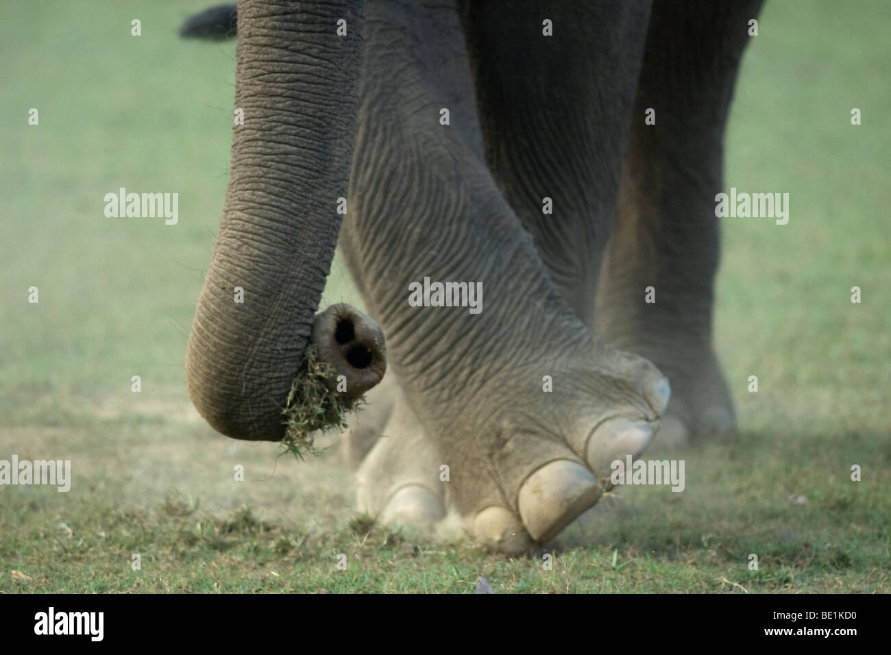 The pachyderm dance - Asiatic elephant doing a jig graze at famed ...