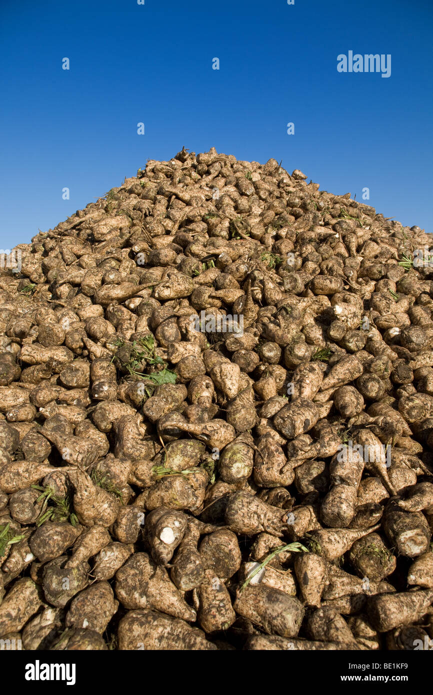 Sugar beet hi-res stock photography and images - Alamy