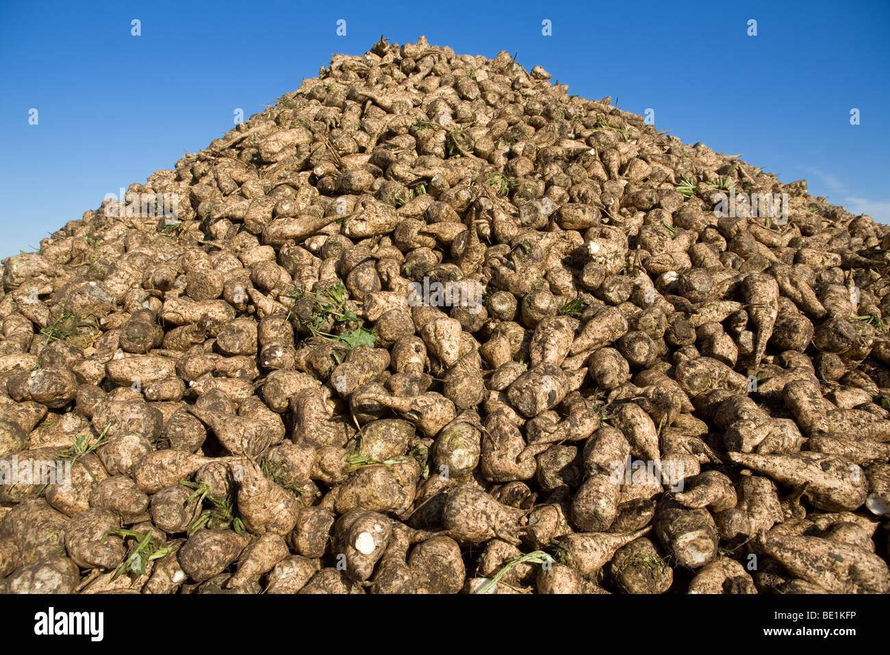 Wissington sugar beet factory hi-res stock photography and images - Alamy