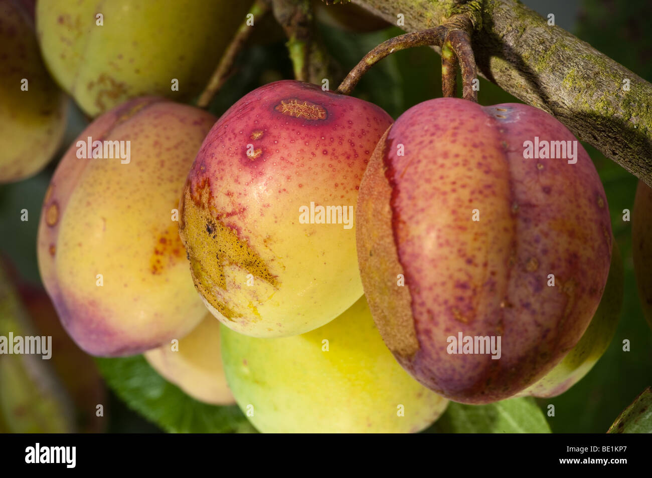 Victoria Plums on tree ready for picking in a garden in Scotland Stock ...