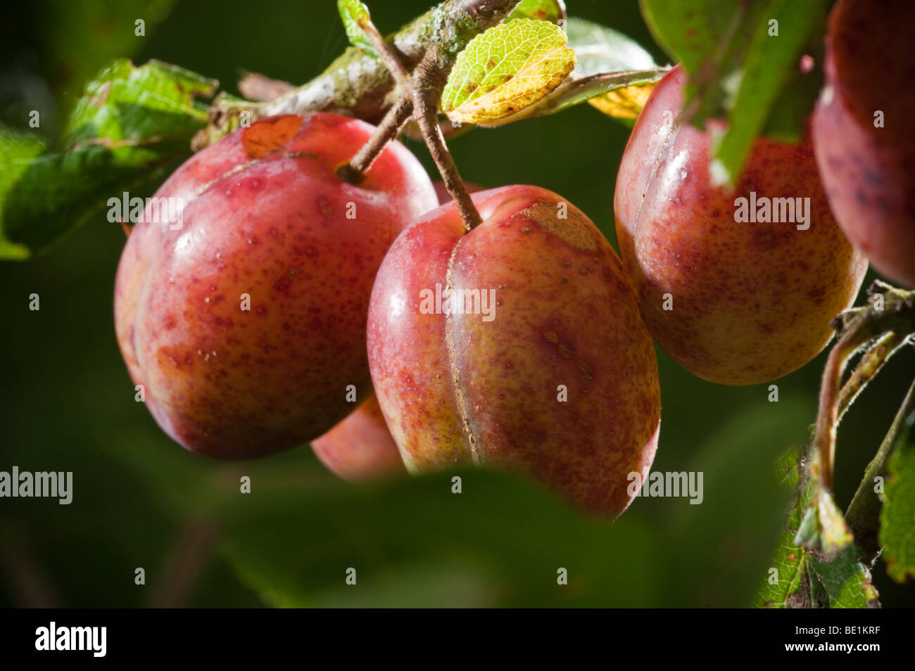 Victoria Plums on tree ready for picking in a garden in Scotland Stock ...