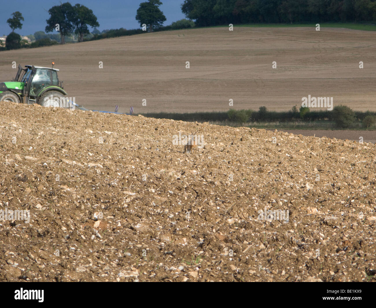 Brown Hare sitting on bare soil while a farmer drives a tractor on the ...