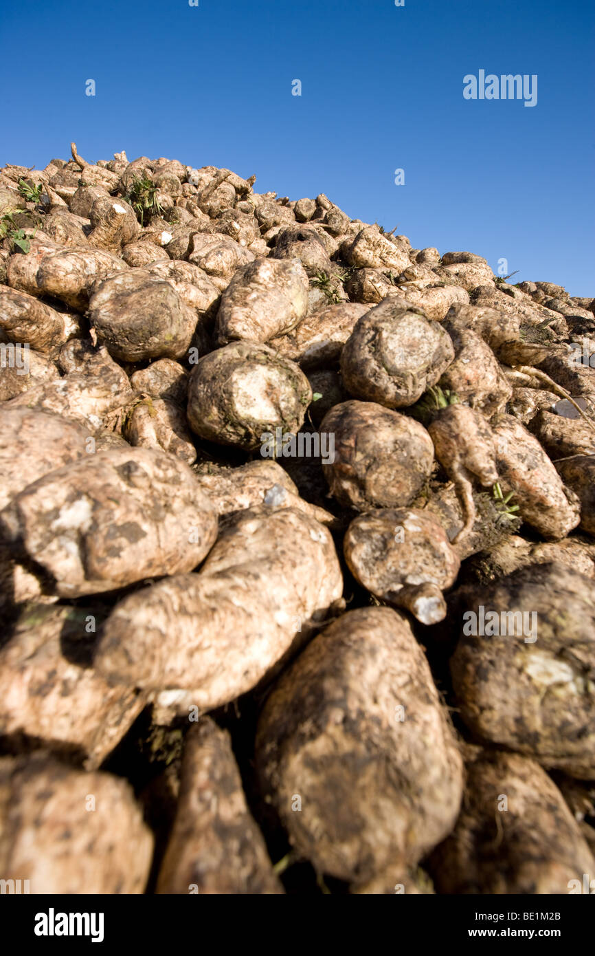 Wissington sugar beet factory hi-res stock photography and images - Alamy
